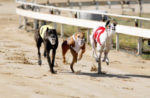 Top 5 Fastest Greyhounds in History World's Famous Running Dogs